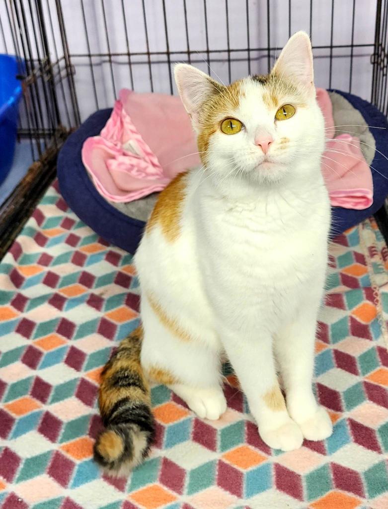 Glacial Lakes Humane Society | Watertown, SD